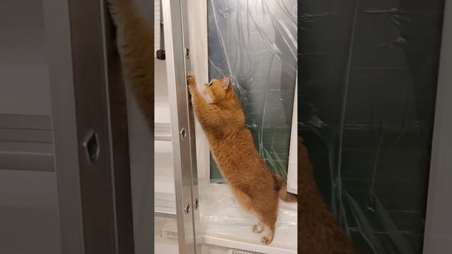 Кот -помощник всегда и везде  #catlover #cutecat #funnycats #смешнойкот #золотаяшиншилла #котТоша