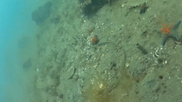 Подводная охота Японское море без рыбы май 2022 HD 60fps sony AS50