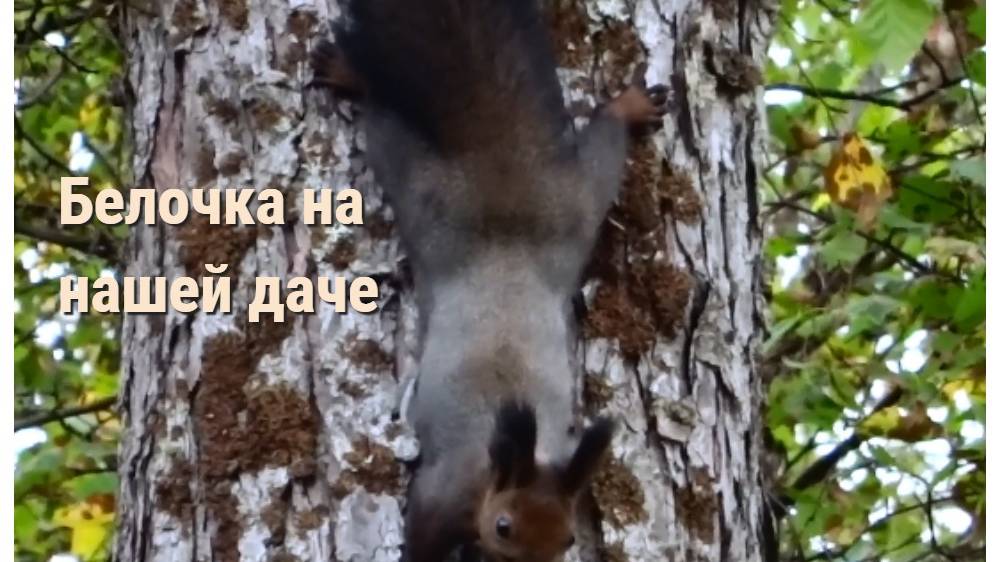 Белочка на нашей даче