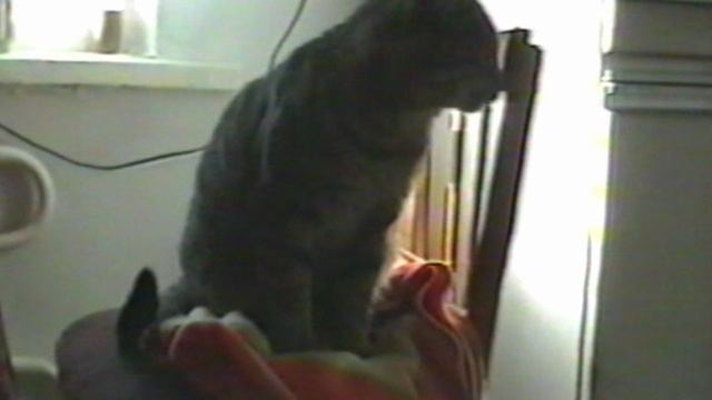 Кот Василий