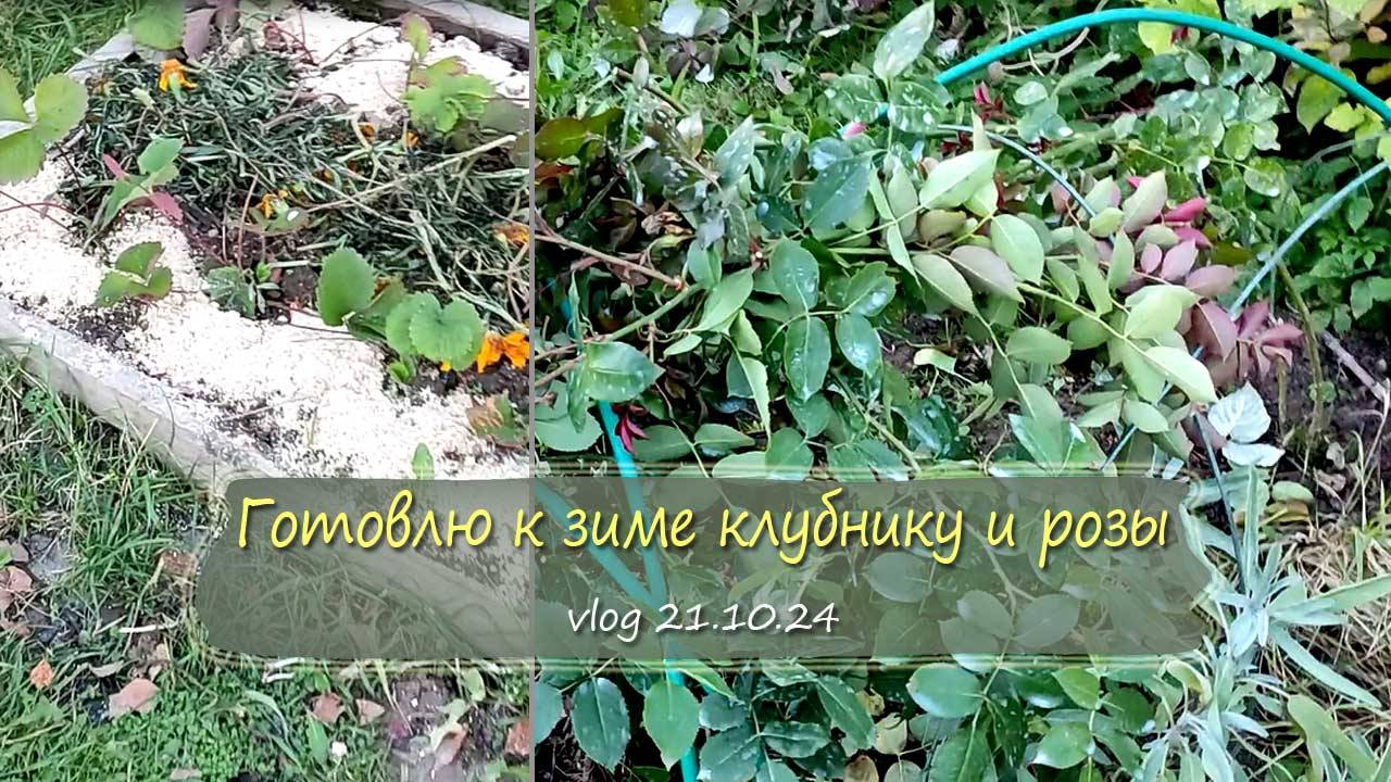 Продолжаю готовить розы к зиме, чем мульчирую клубнику на зиму | Vlog  Дача как есть  21.10.2024