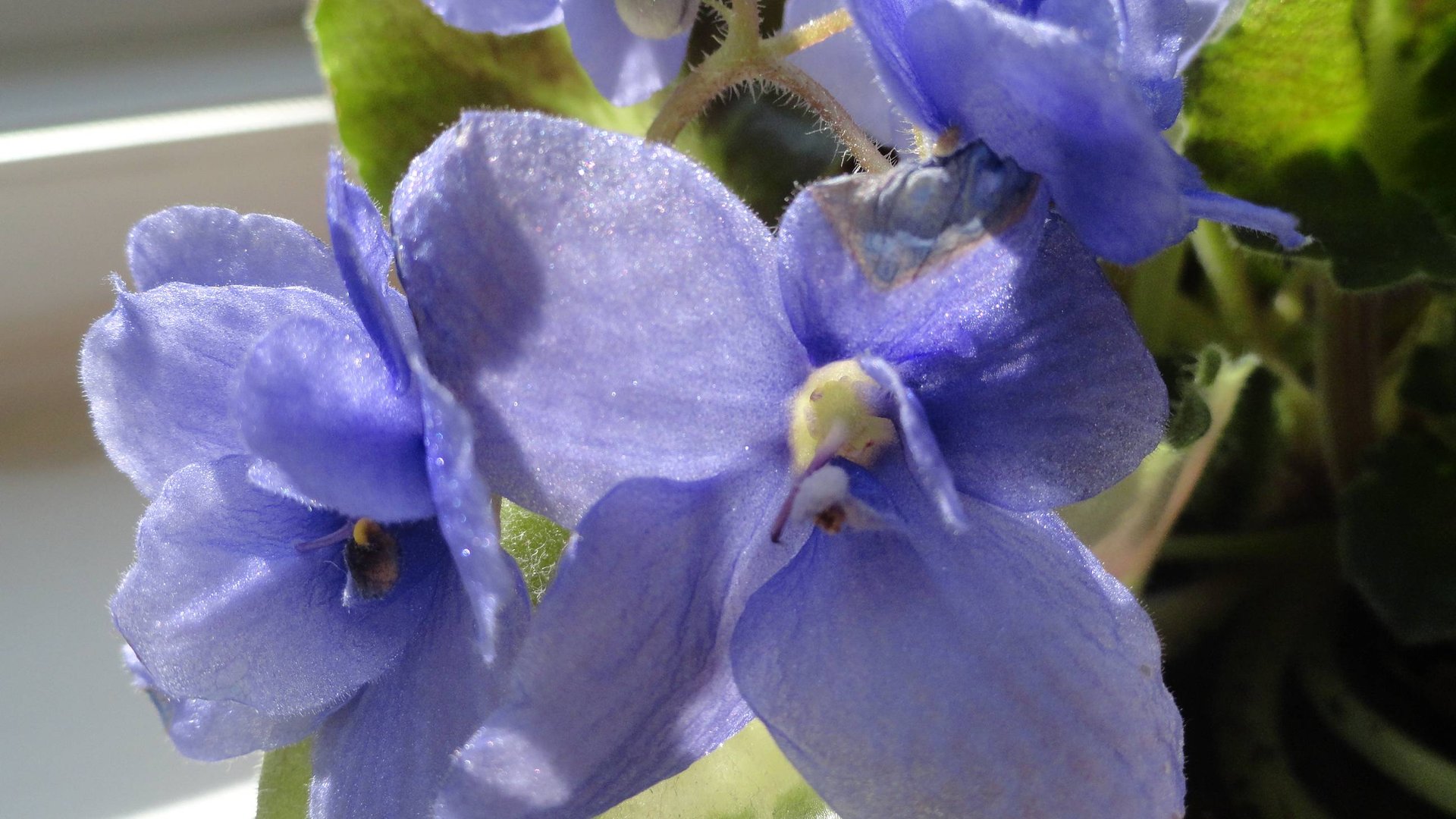 Мои фиалки в жару.