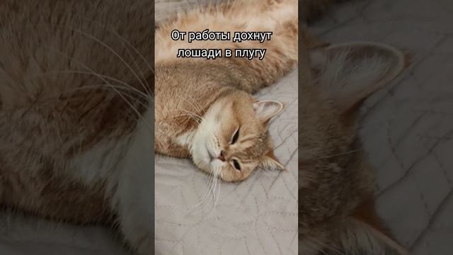 Ведь я работать не хочу #cat  #cutecat #кот #смешныекоты #милыекоты #приколыскотами #кошка  #котик