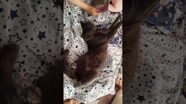 Смешной кот.