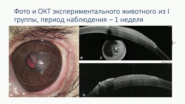19. Предварительные результаты трансплантации комплекса лентикул