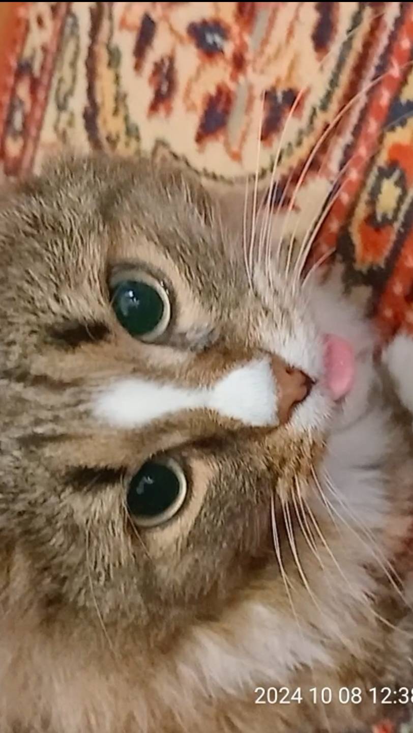 ССсР Стёпка, после операции 3 видео.