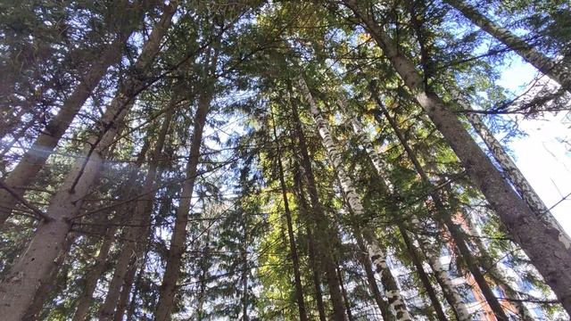 М. Лисянский #стихивлесу