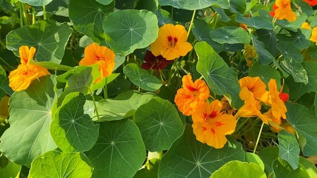 Настурция / цветы / видеофон / футаж