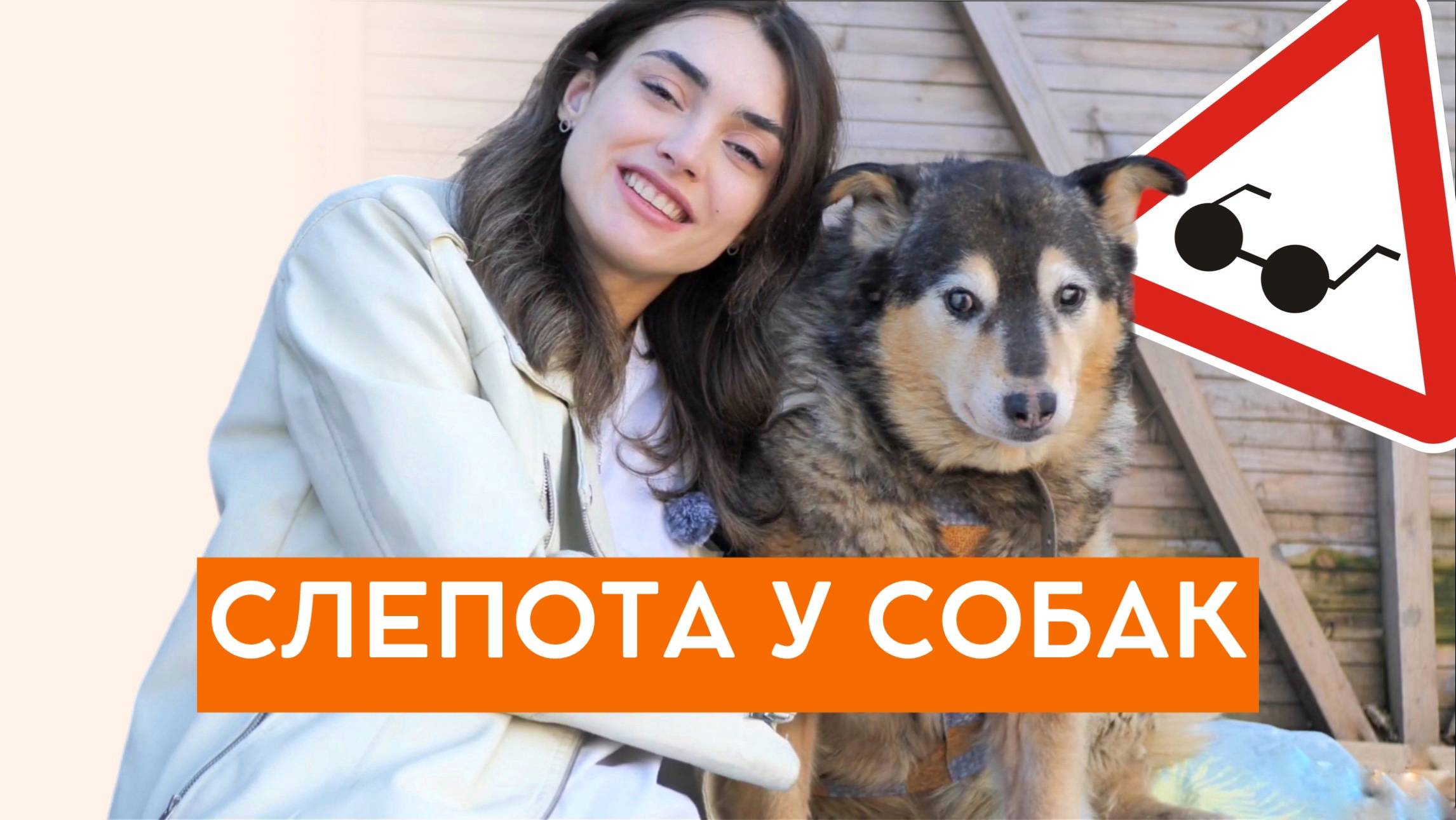 Слепая собака все видит. Как слепые собаки чувствуют этот мир.