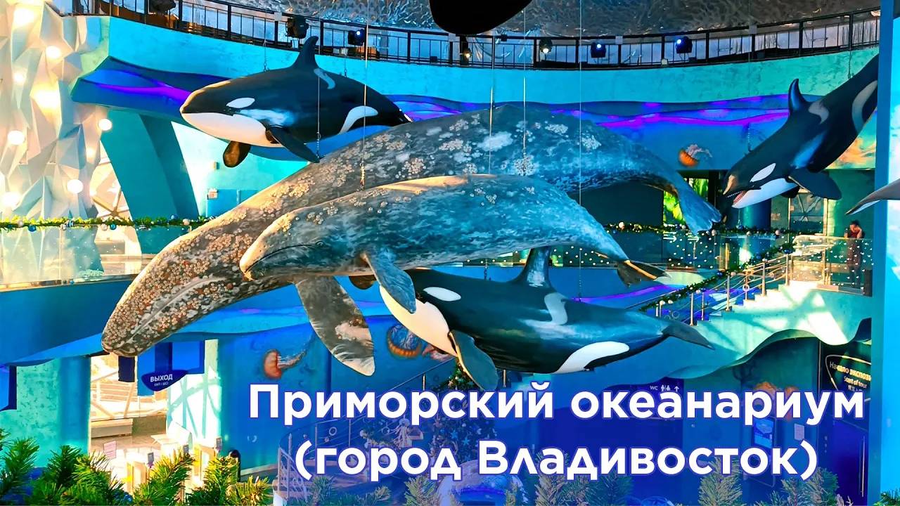 Abaza Media | Приморский океанариум (город Владивосток)
