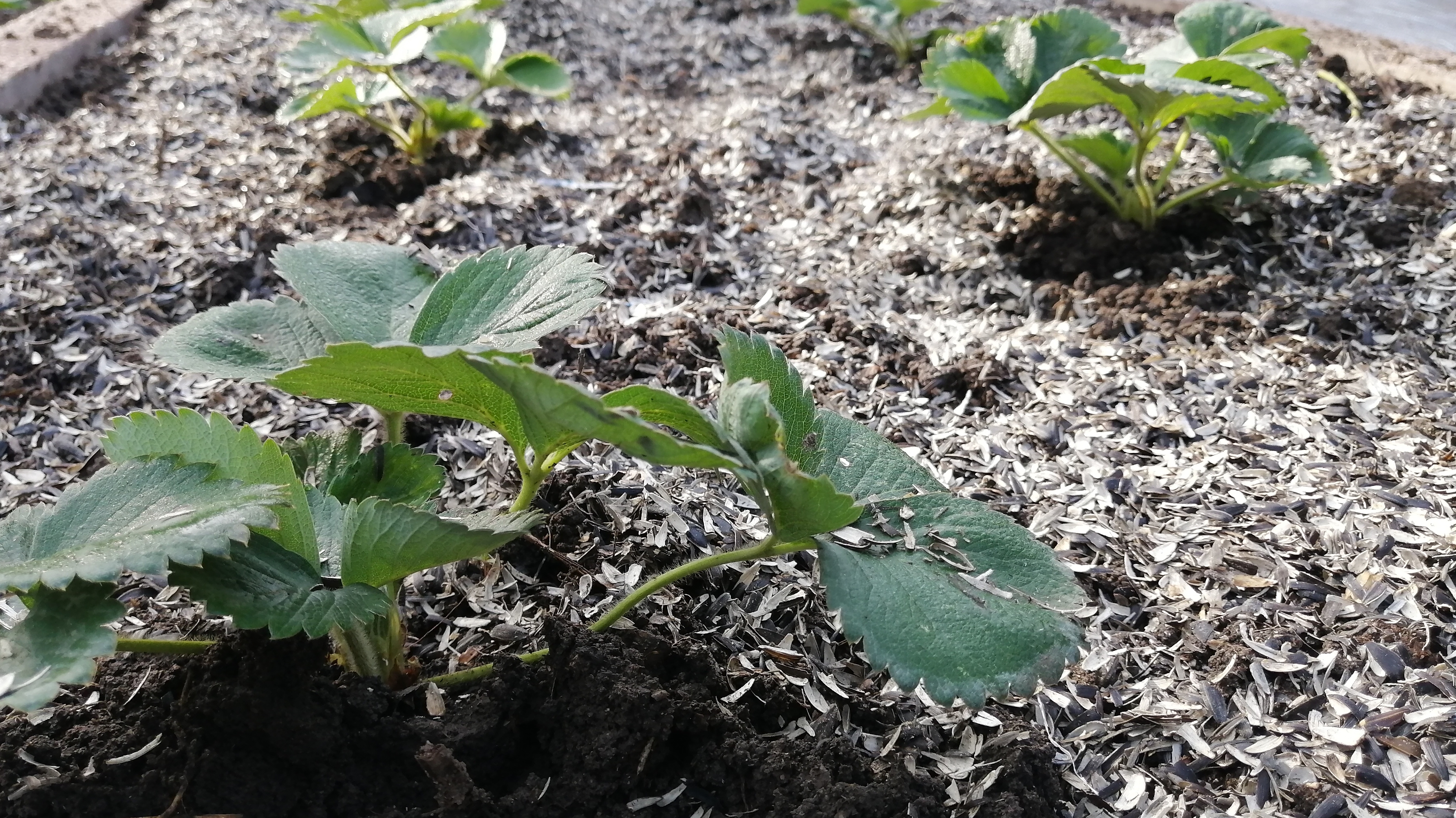 ОГОРОД!Осенняя посадка клубники сорт Мурано. Готовлю грядку и высаживаю рассаду клубники. 22-10-2024