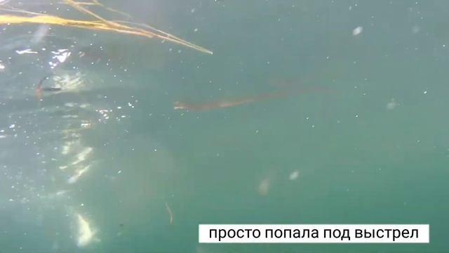 Кефаль Русский остров подводная охота