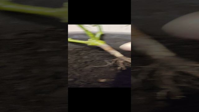 Дабл Де Лайт роза