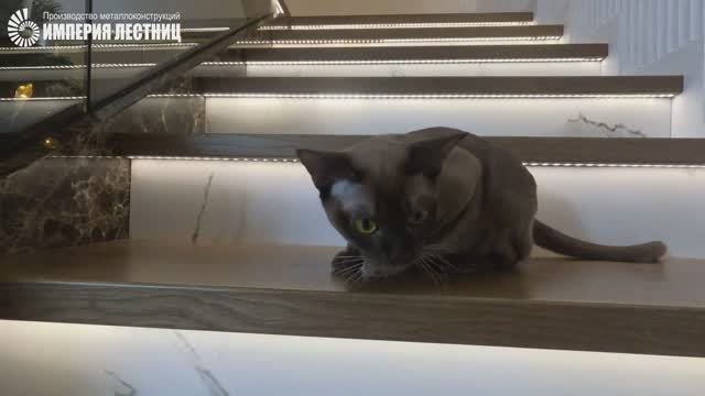 Лестница на металлокаркасе закрытого типа с подсветкой