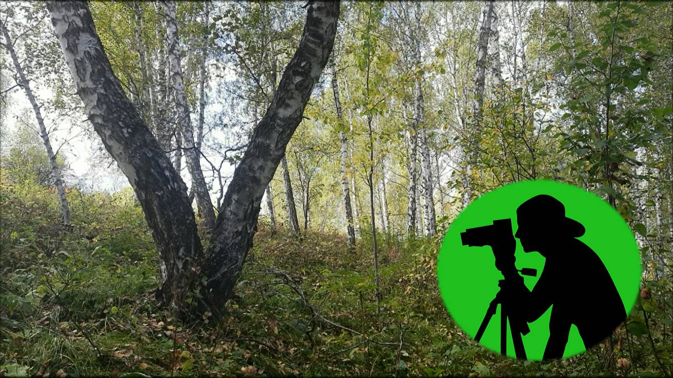 Звучание природы / Прекрасная музыка осеннего леса / Пение птиц для медитации, отдыха и сна