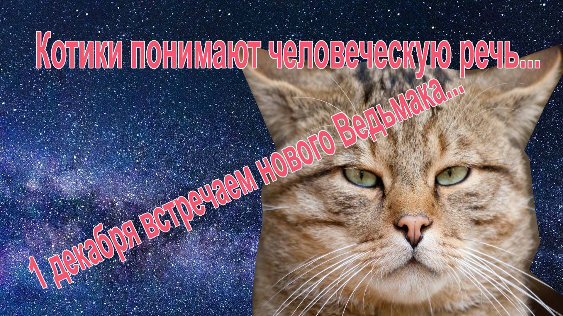 Новая книга про Ведьмака / В Китае сделали летающее авто / Котики нас понимают