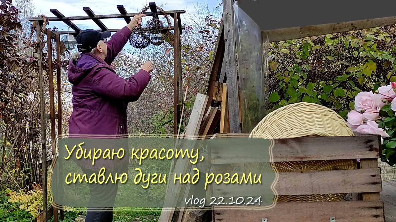 Убираю украшательства, продолжаю готовить розы к зиме – ставлю дуги| Vlog  Дача как есть 22.10.2024