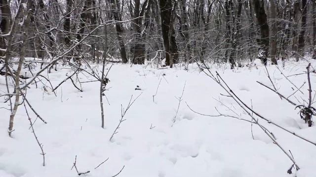 Однажды в январе... Relax video - Зима В Селе. Прогулка По Лесу