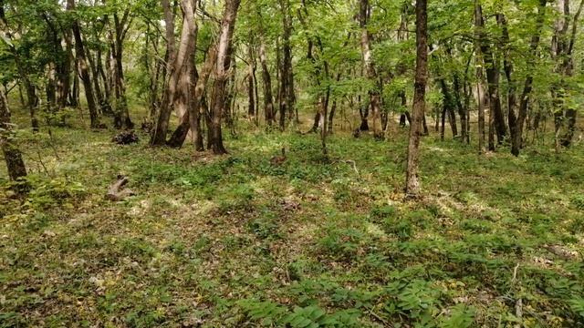 Встреча в лесу