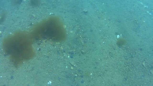 Японское море. Не подводная охота в HD 60fps Sony AS50