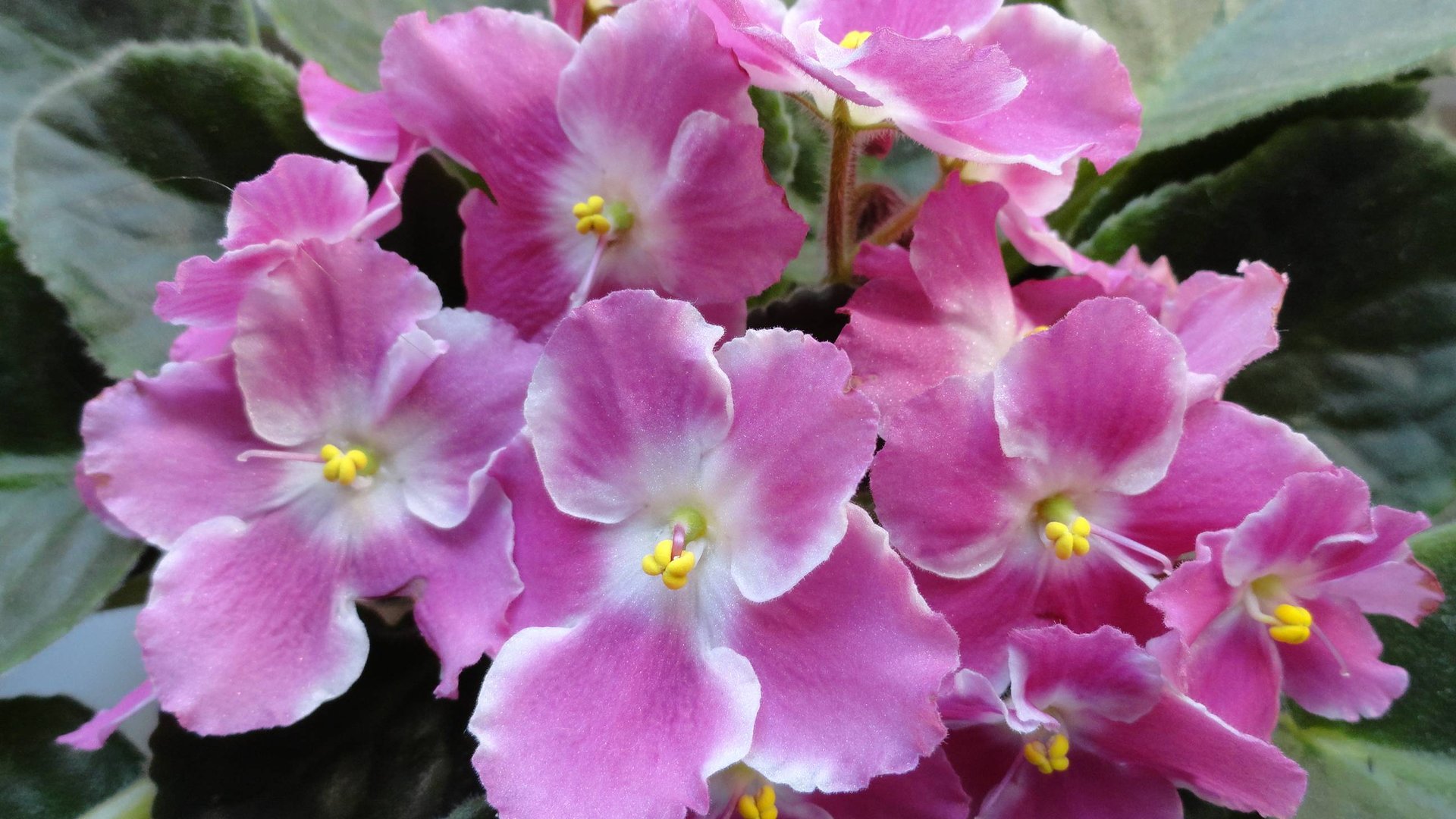 Фиалка  Оптимара Милления