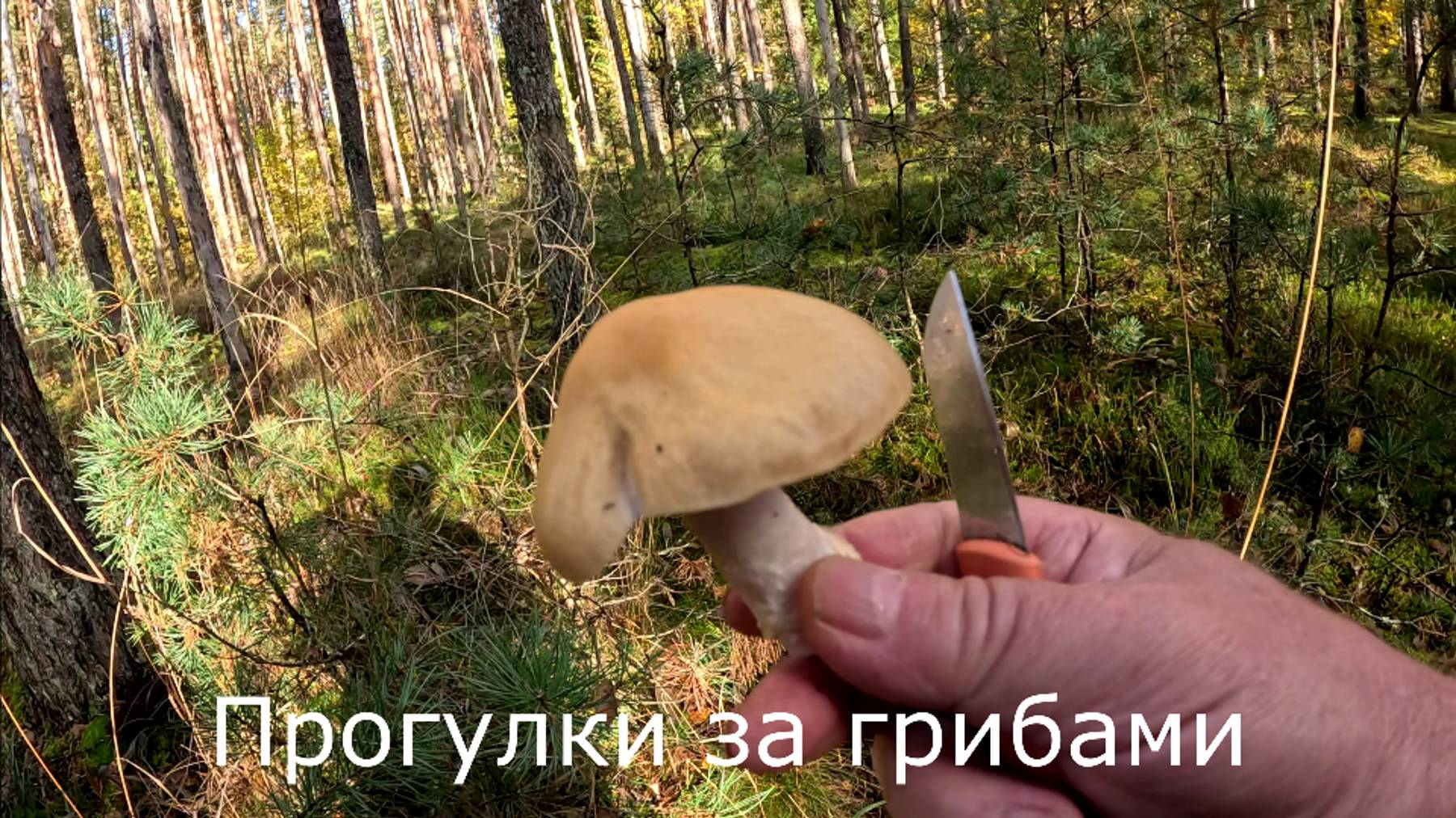 Последняя объездка грибных мест на велосипеде.