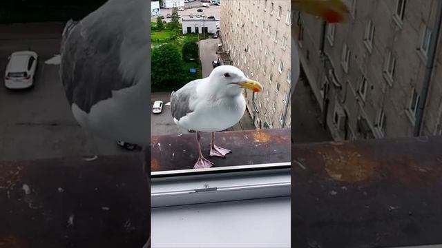 Чайки родители,птенцы и колбаса