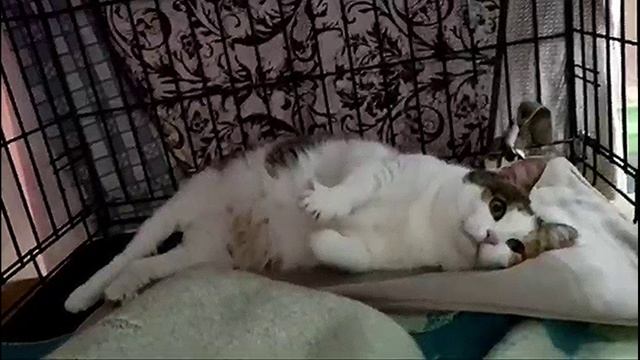 🙏 Кайфушечки от нашей лапочки Радушки🥰🥰