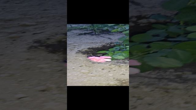 Дабл Де Лайт 2023