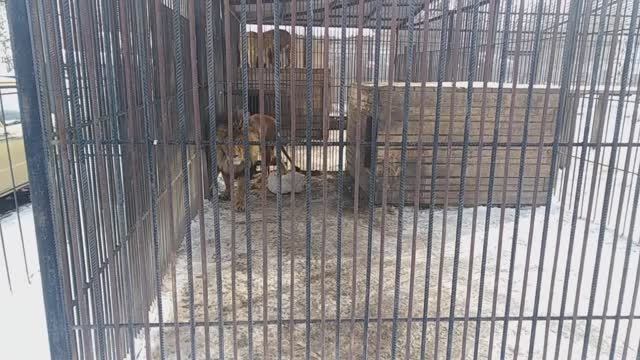 Зоопарк. Лев