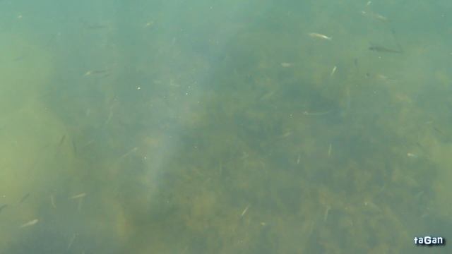 Подводная охота в Ленобласти первый раз с сыном.