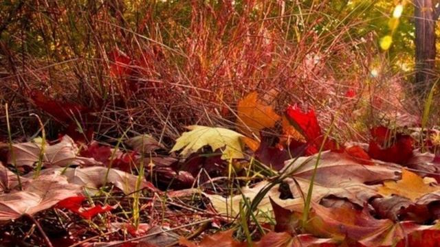 Ирина Зозуля Ложится осень тихо на ладони авторская песня-романс Автор НРудакова