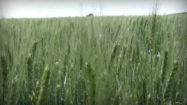 Завтра Будет Лето... - Tomorrow Will Be Summer...(Relax Video)