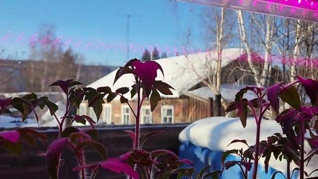 Миграционные маршруты. Свиристели прилетели.