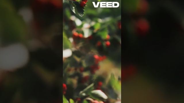 Боярышник- Лекарство для сердца!  #здоровье #растения #травы #боярышник #МЕДИЦИНА