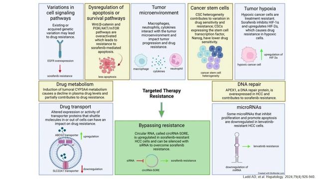 14. Drug resistance in hepatocellular carcinoma: insights into mechanisms