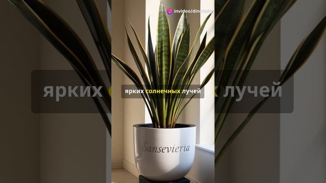 Сансевиерия или тёщин Язык - идеальное растение для дома. #Сансевиерия #ИдеальноеРастение
