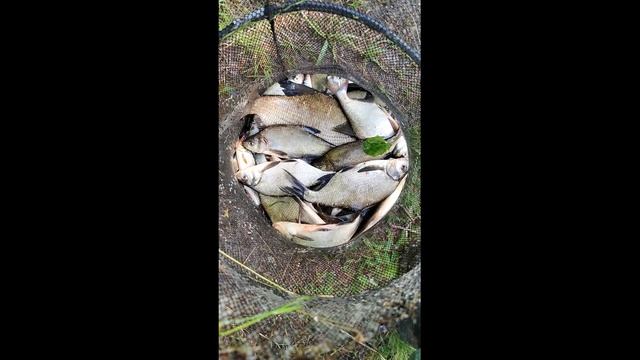 11 июня 2022 озеро Б