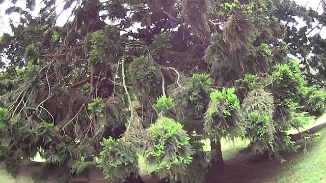 Влог: Бали. Бедугул: Ботанический сад. (часть 1)