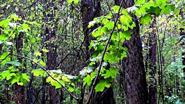 Зарисовки 2 Осенний дождь