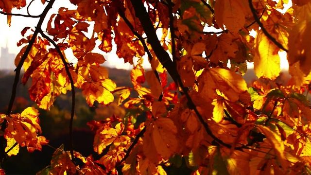 ЧТОБЫ ВЫ БЕЗ ПОТЕРЬ ДОБРАЛИСЬ - осенняя песня слова Надежды Шубиной(из цикла "Очарование осени")