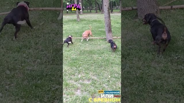 Игра с палкой или бревном? 🌳 #амстафф #стаффи #играет #палка #бревно #игра #смешные #бегают
