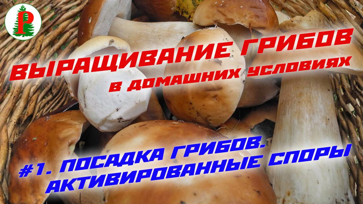 Посадка грибов  Активированные споры
