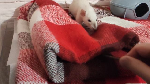 Домашние крысы на прогулке - domestic rats on the walk ;)