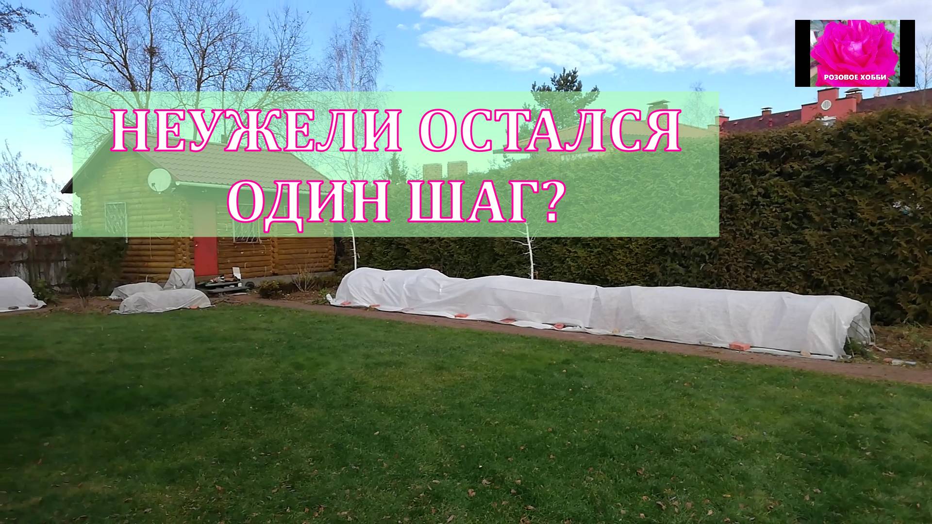 РОЗЫ ГОТОВЫ К ЗИМЕ