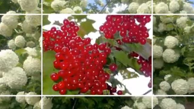 Галине Власовой от Светланы Сотниковой