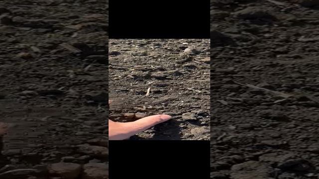 Пульсар БМ-7 Алмаз в работе после подс. (Самойловский рн)