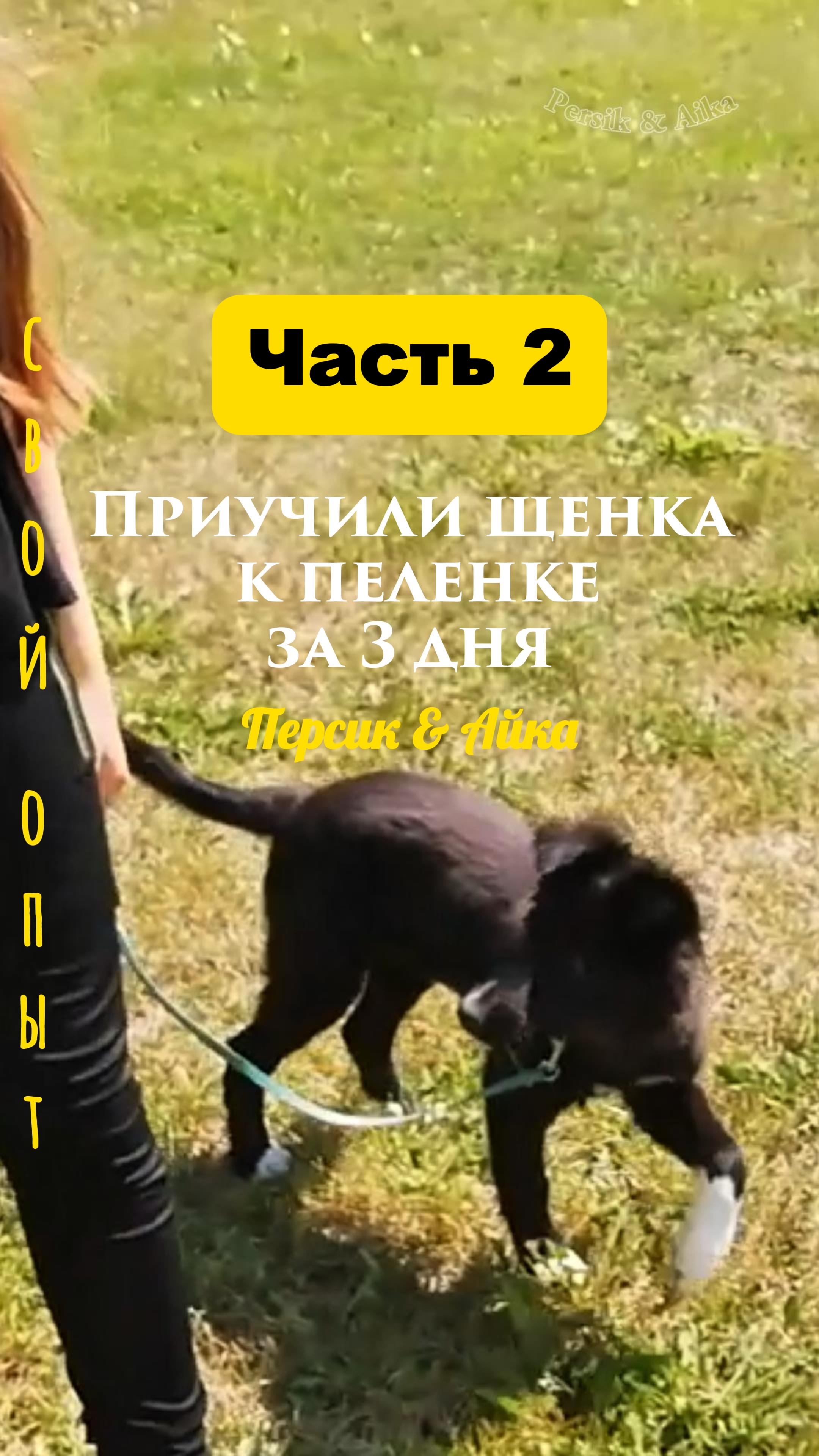 Часть 2. Как мы приучили щенка к пелёнке🐶🤗