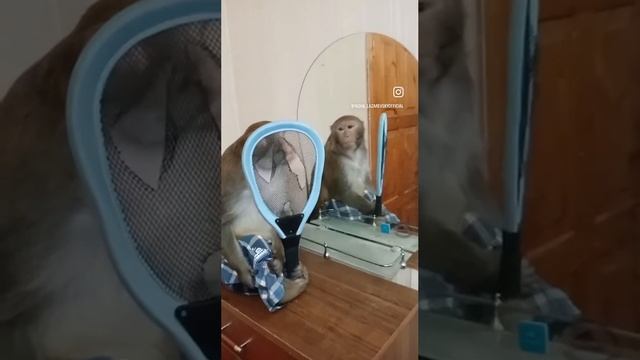 Николаич играет в теннис