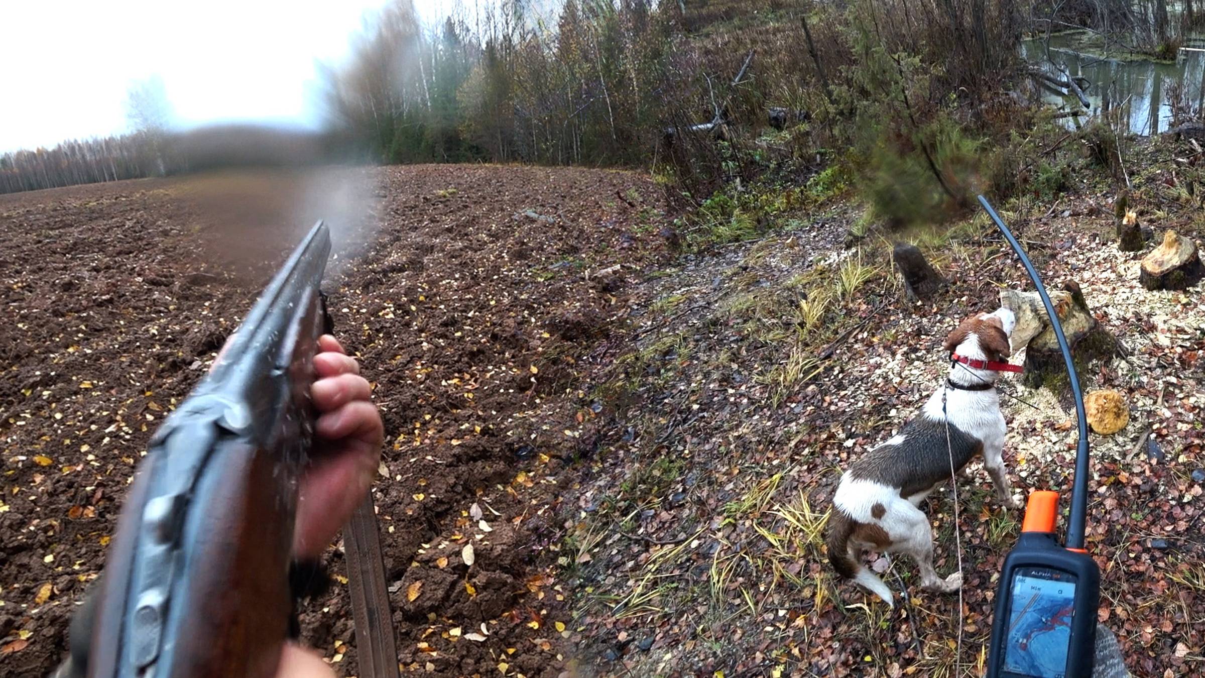 СТАРШИЙ мимо, МЛАДШИЙ бьёт! Охота на ЗАЙЦА! Сезон 2024 - 2025г. #3